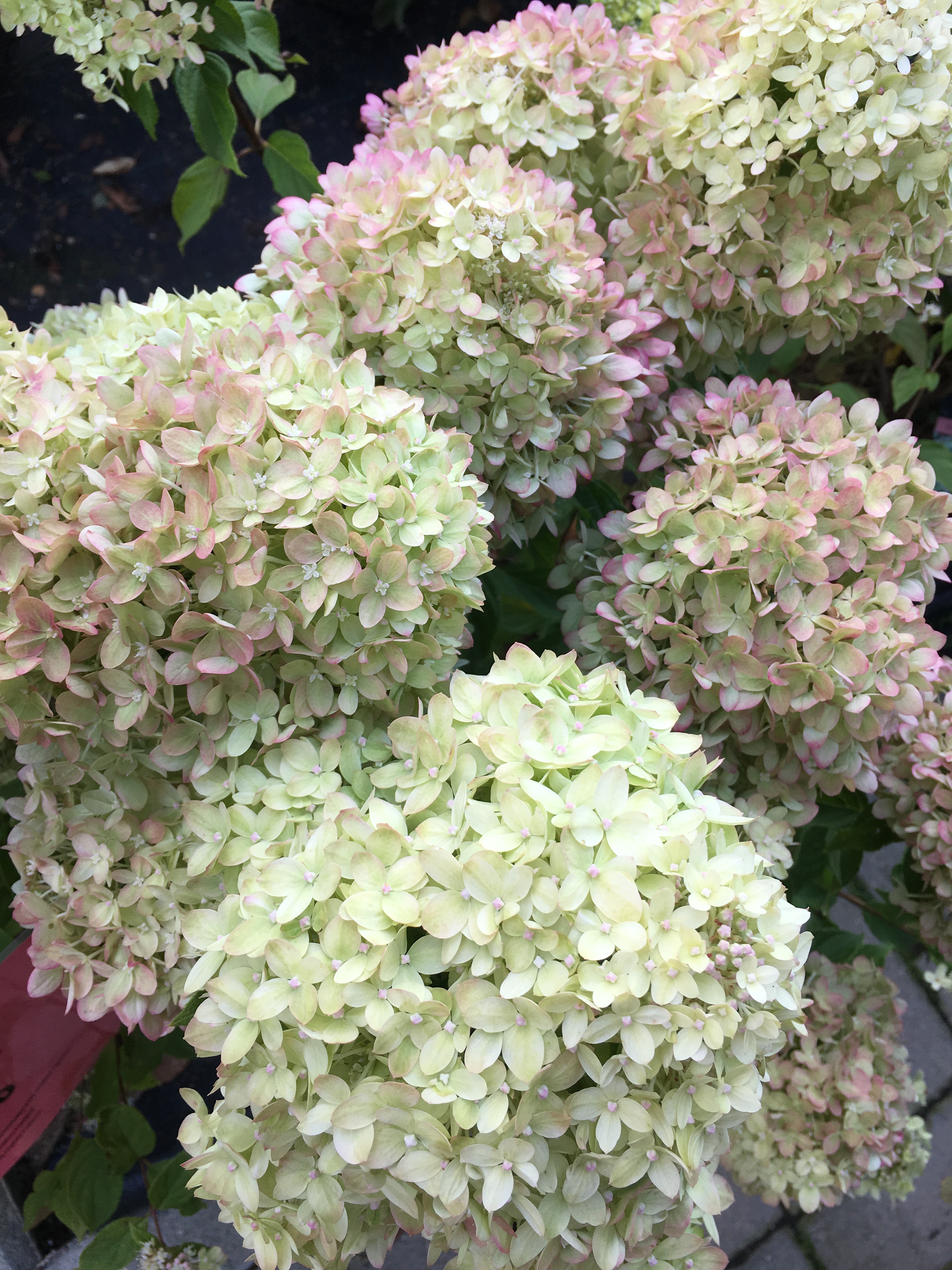 Гортензия/Hydrangea - Декоративно-лиственные кустарники - Садовый центр ...