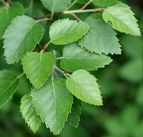 Береза/Betula - Декоративно-лиственные деревья - Садовый центр ЛЕТО